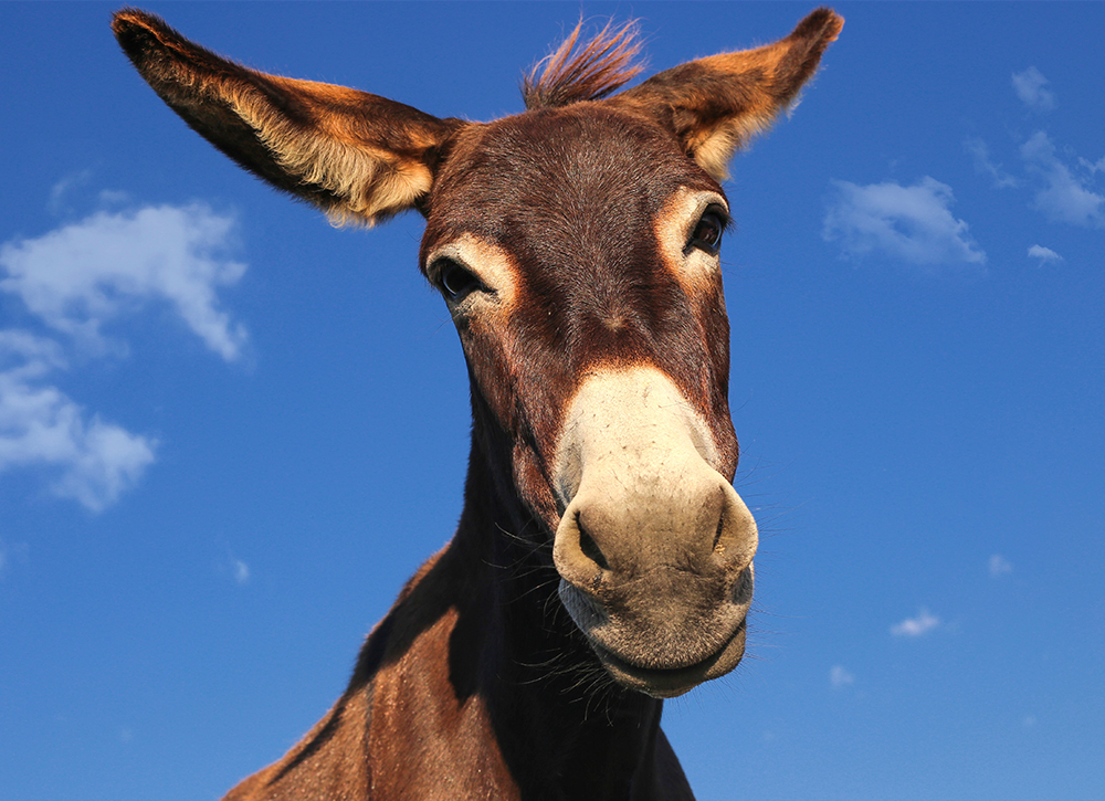 MiniSpatz Digi: Der Esel