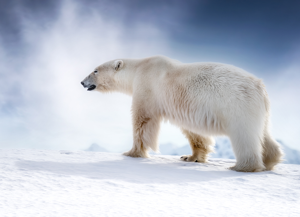 MiniSpatz Digi: Der Eisbär